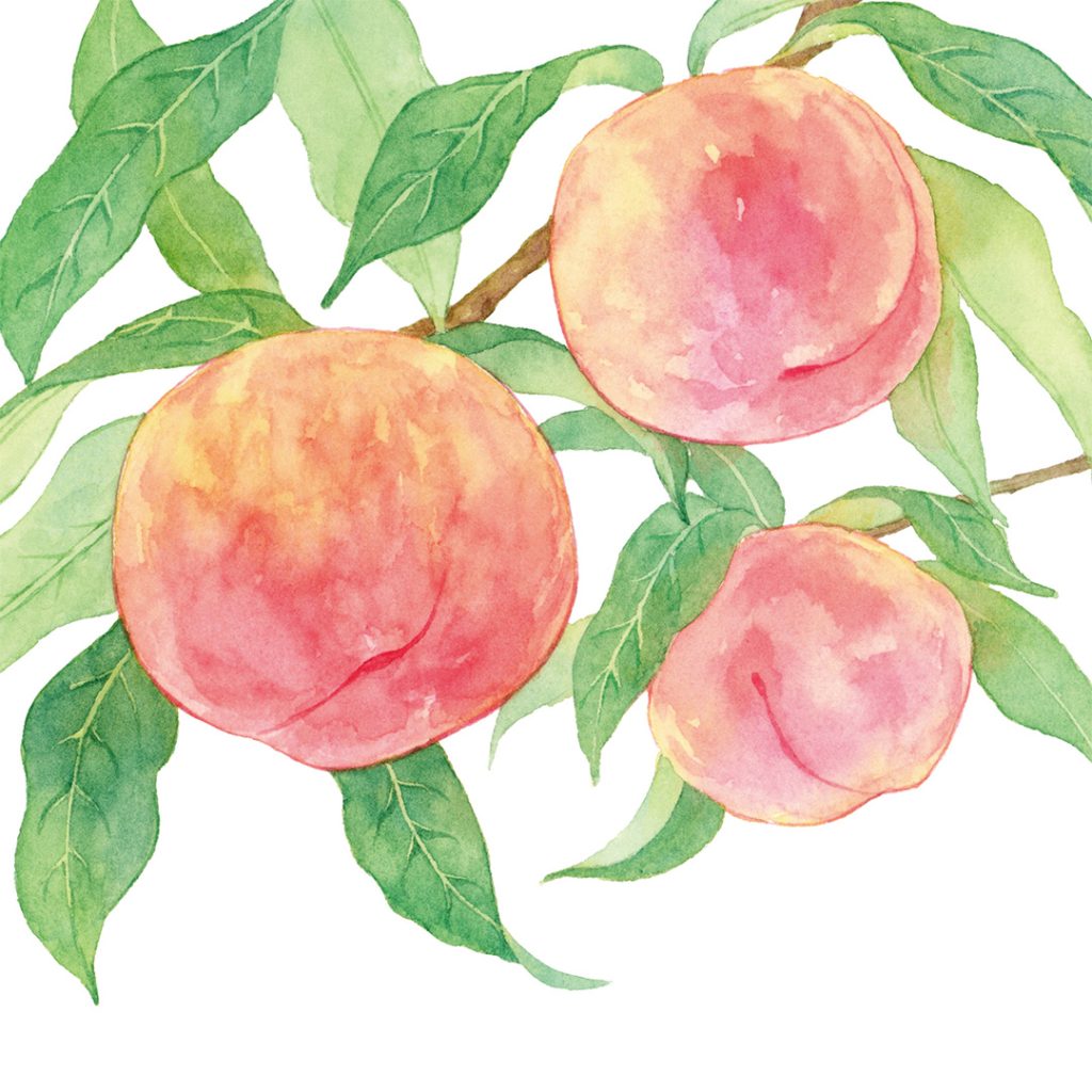 asterisk-discovery | モモ